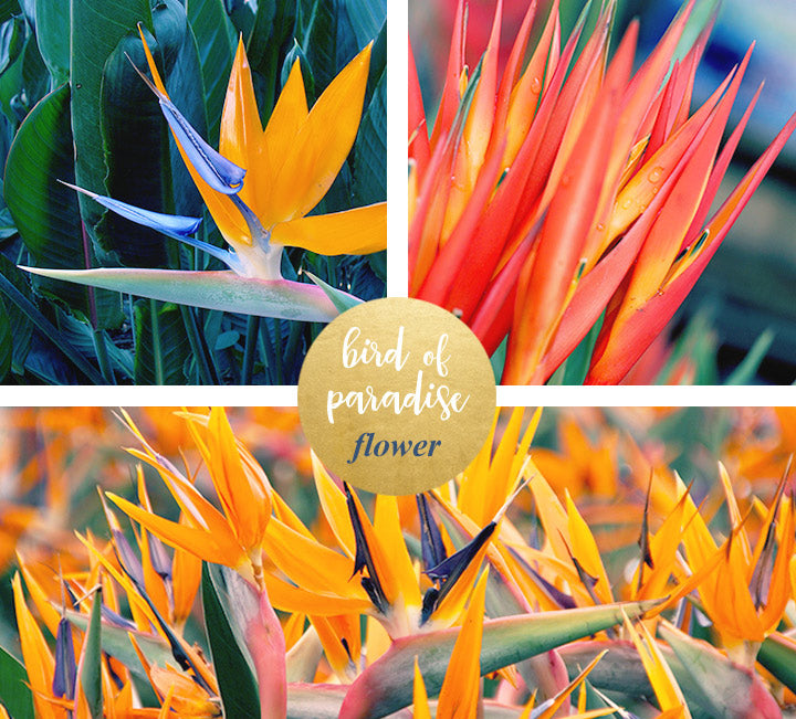 Birds of Paradise Flowers- A beautiful floral gift – Bloom Floral Shop ...